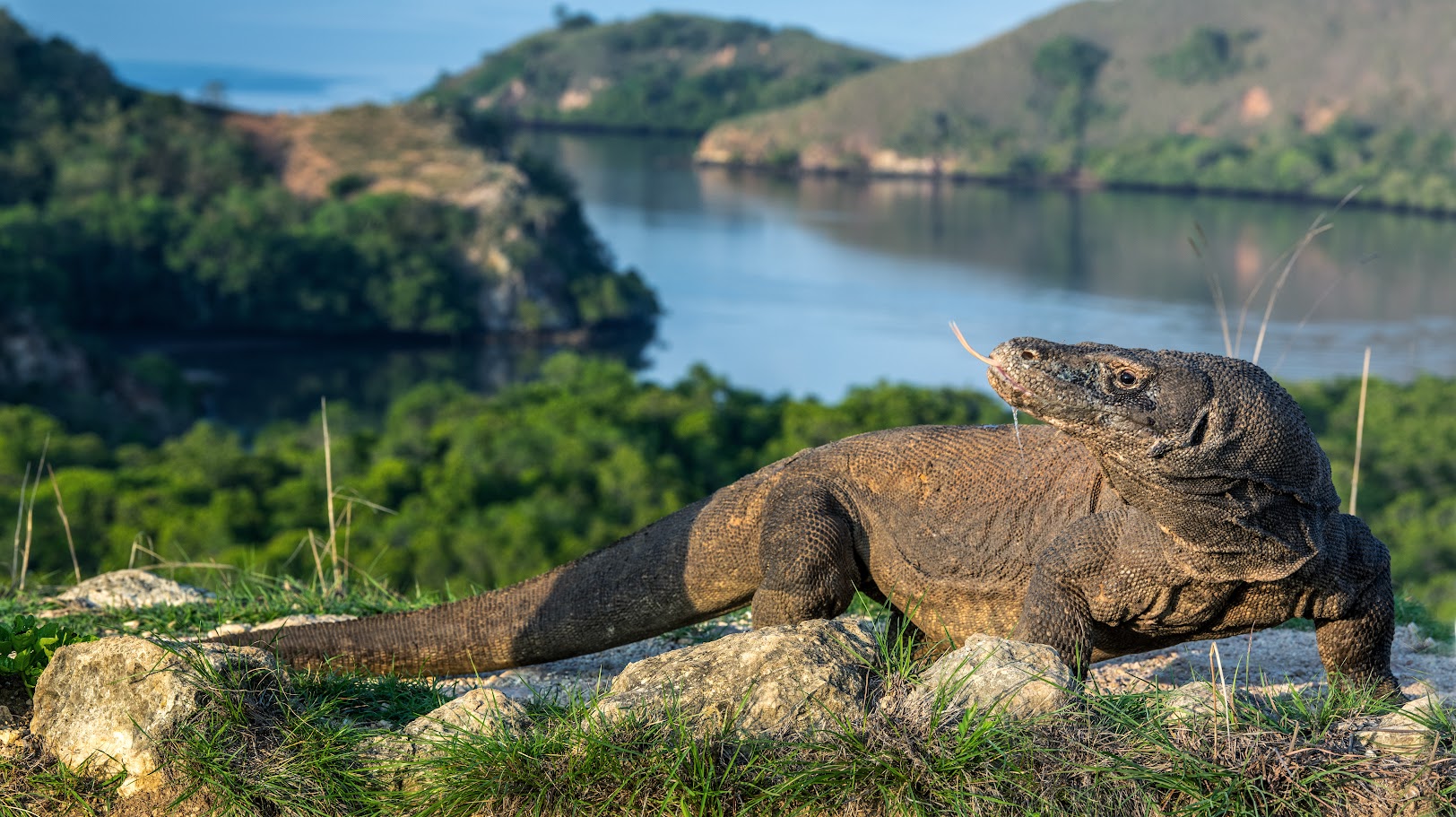 Explore Komodo – The Prehistoric Dragon Islands & Indonesia’s Top ...