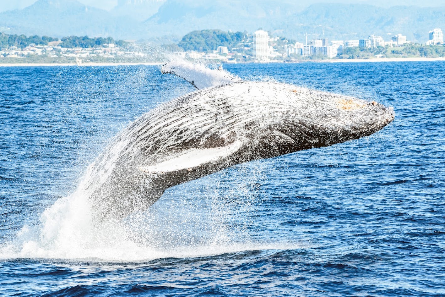 Top Whale Watching Spots in Australia for Nature Lovers | Vietjet Air